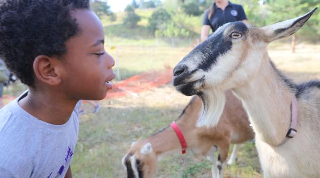 Goats at Harlow Platts Community Park Perform Weed Maintenance, Mug for ...