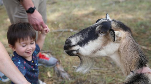 Weed-stomping Goats Delight Community at Meet and Bleat Event | City of ...